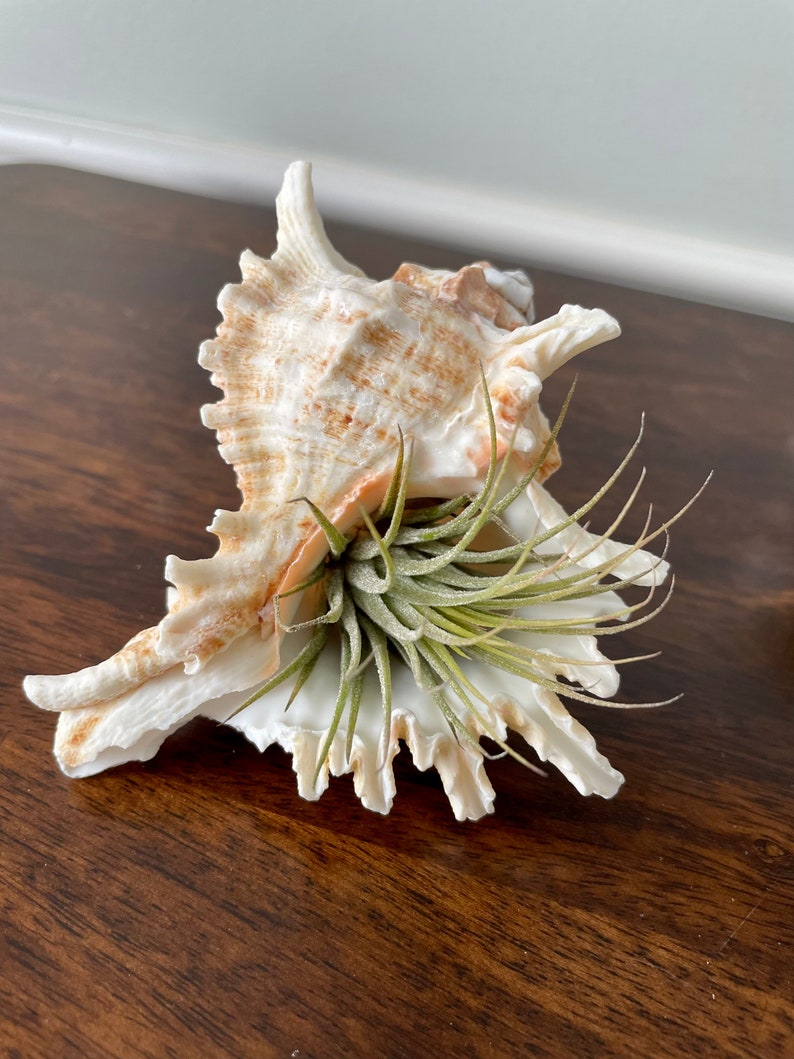 Natural Conch Shell Air Plant Display Kit, Beach Decor - Etsy