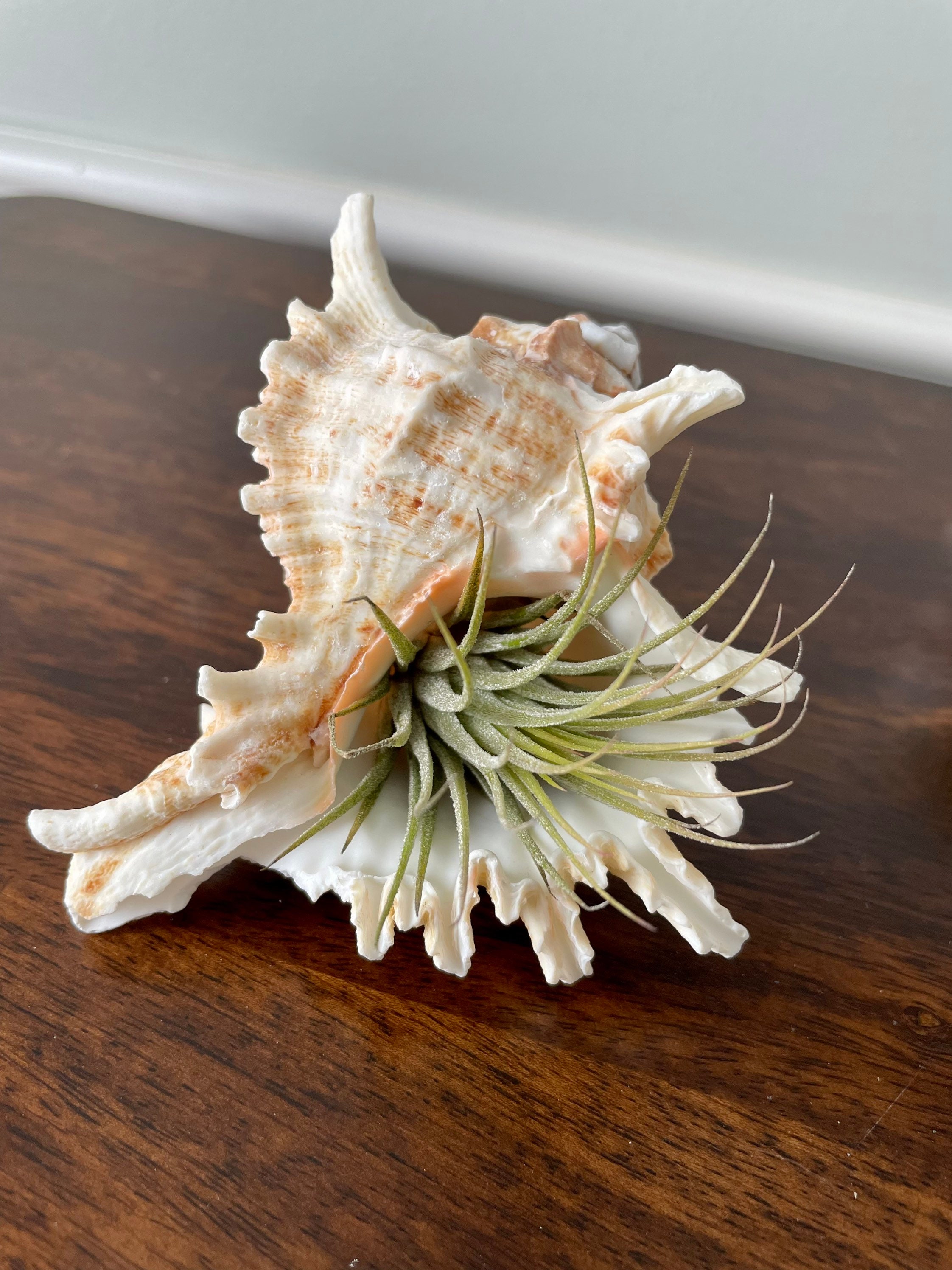 Natural Sea Shell Air Plant Display Kit Conch Shell Air - Etsy