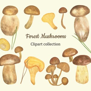 Forest Mushrooms Watercolor Clipart, Hand Drawn Autumn Elements, Fall ...