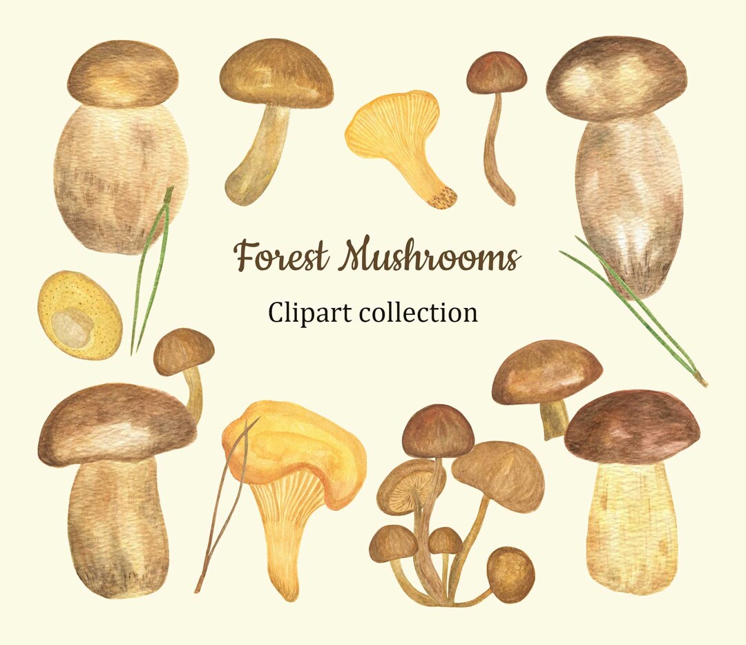 Forest Mushrooms Watercolor Clipart, Hand Drawn Autumn Elements, Fall ...