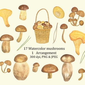 Forest Mushrooms Watercolor Clipart, Hand Drawn Autumn Elements, Fall ...