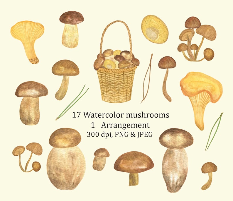 Forest Mushrooms Watercolor Clipart, Hand Drawn Autumn Elements, Fall ...