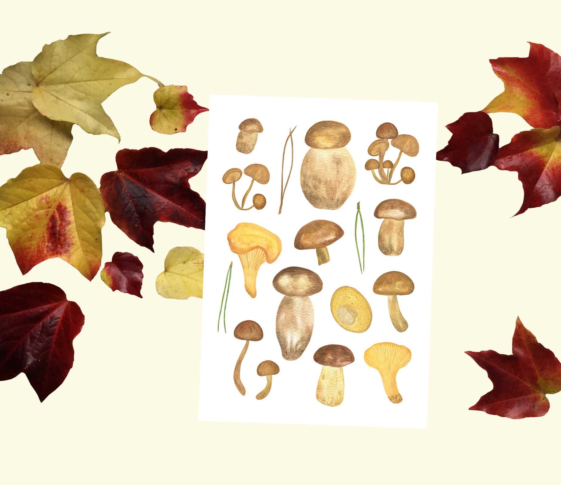 Forest Mushrooms Watercolor Clipart, Hand Drawn Autumn Elements, Fall ...