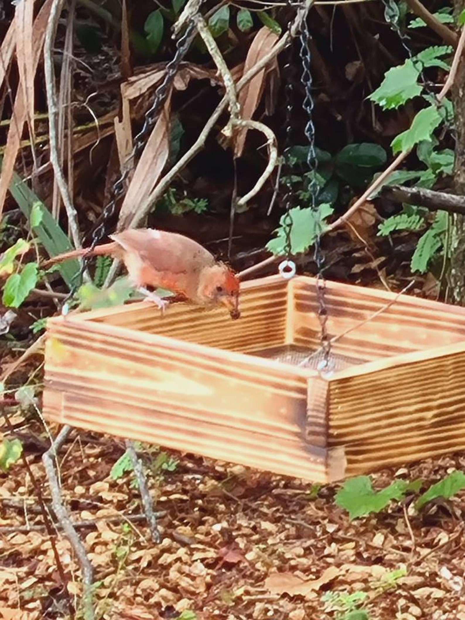 Screened Bird Feeder With Torched Wood Boarder and Chain With - Etsy