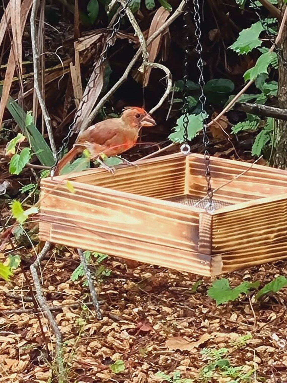 Screened Bird Feeder with Torched Wood Boarder and Chain with | Etsy