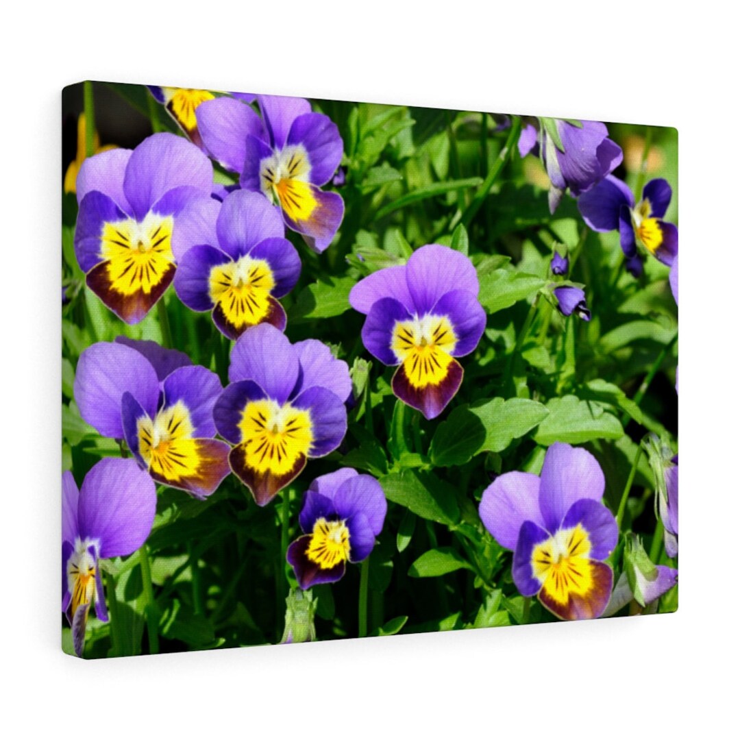 Johnny Jump up Flower Photography Print, Johnny Jump up Home Decor ...
