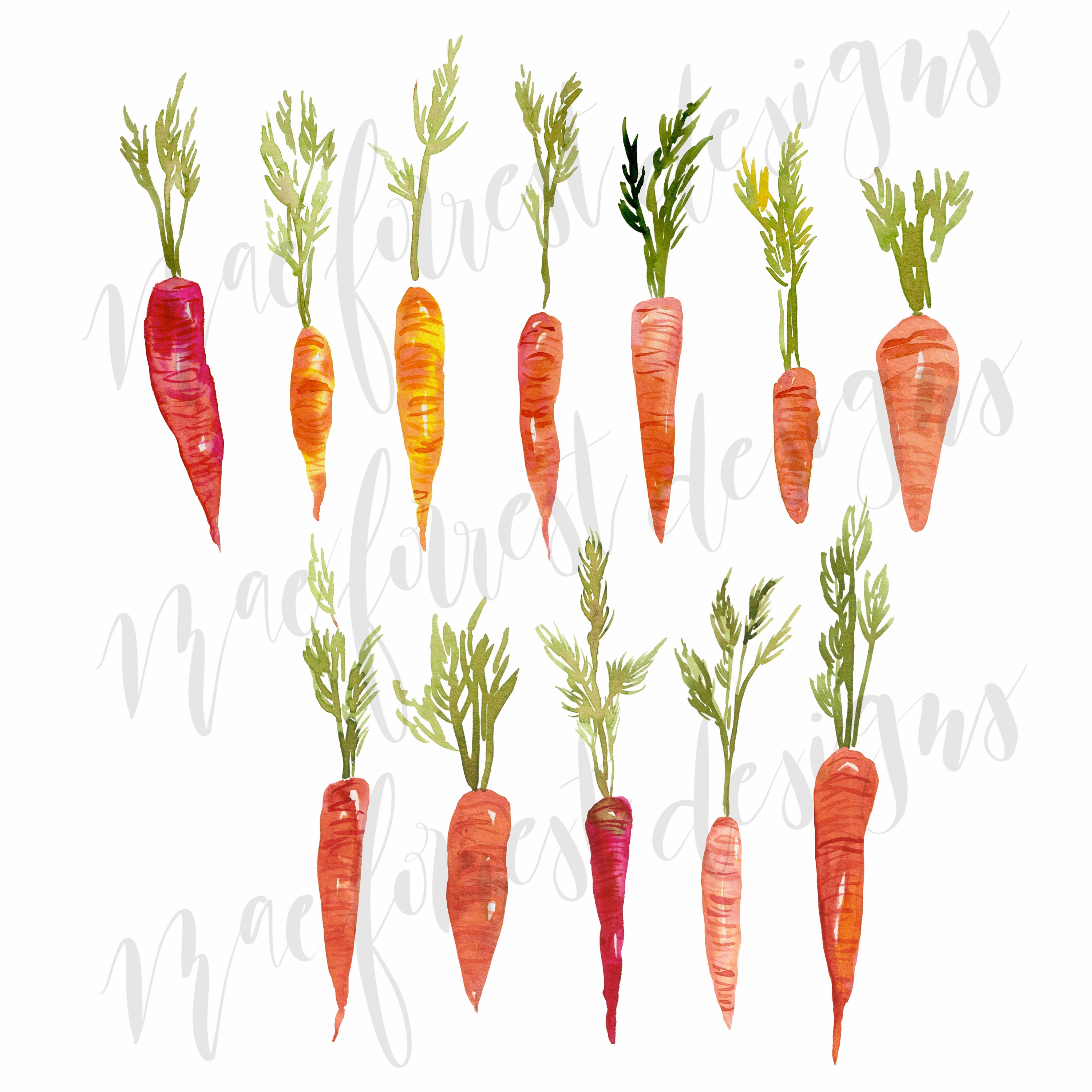 Watercolor Spring Carrot Clipart - Orange and Red Carrot Transparent ...