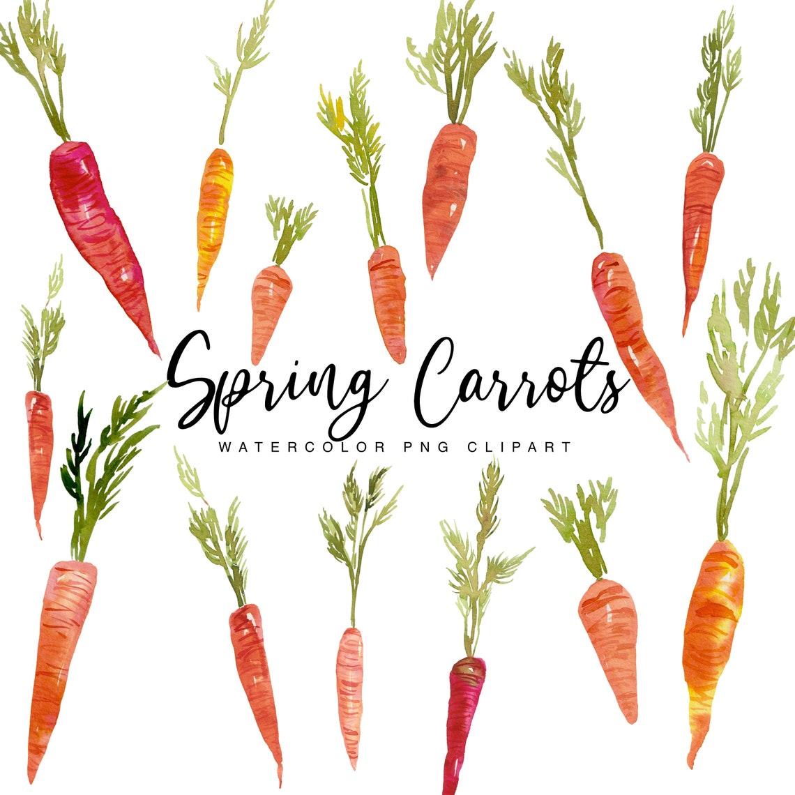Watercolor Spring Carrot Clipart - Orange and Red Carrot Transparent ...