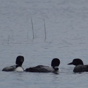 5 Loons Quilt Pattern - Etsy