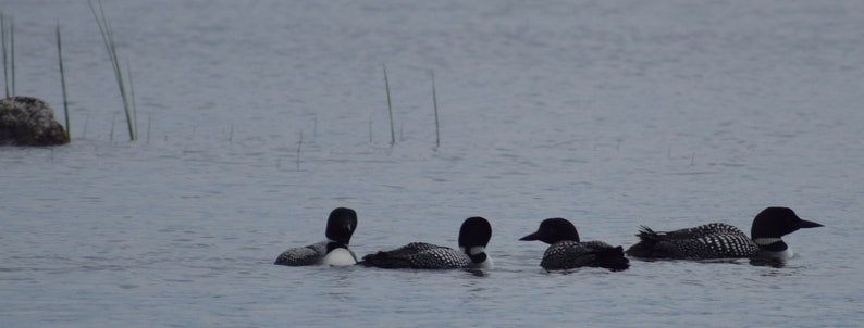 5 Loons Quilt Pattern - Etsy
