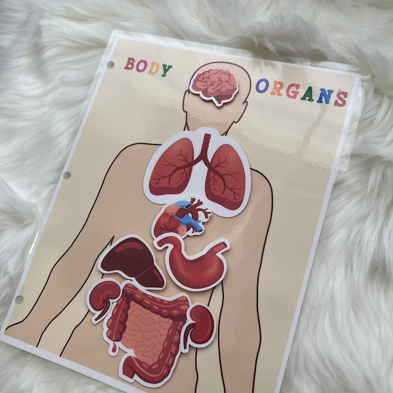 Body Parts Matching Activity Body Parts Matching Activity - Etsy