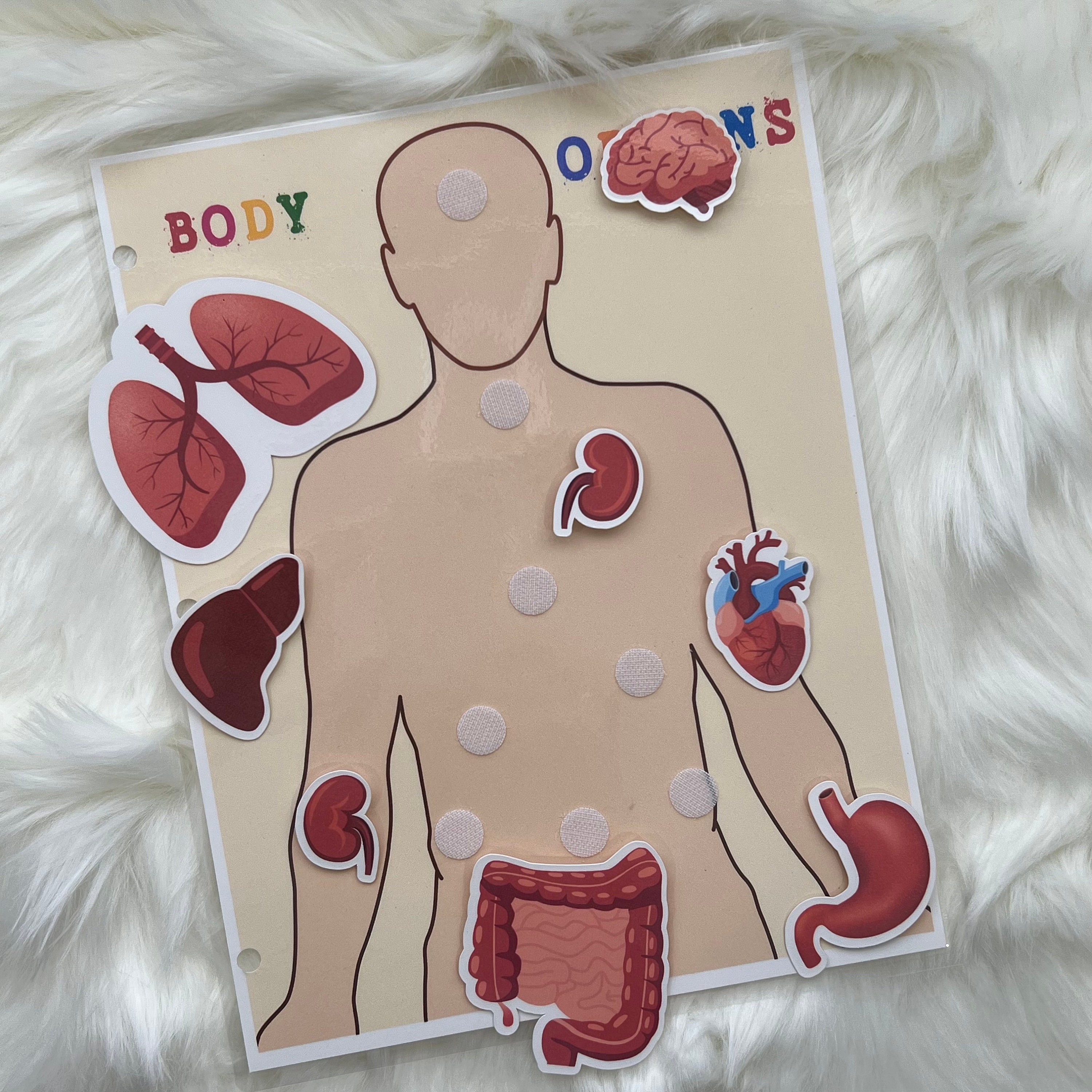 Body Parts Matching Activity Body Parts Matching Activity - Etsy Canada
