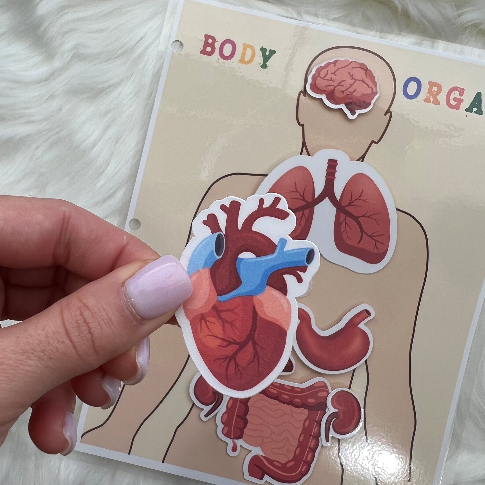 Body Parts Matching Activity - Body Parts Matching Activity Printable ...