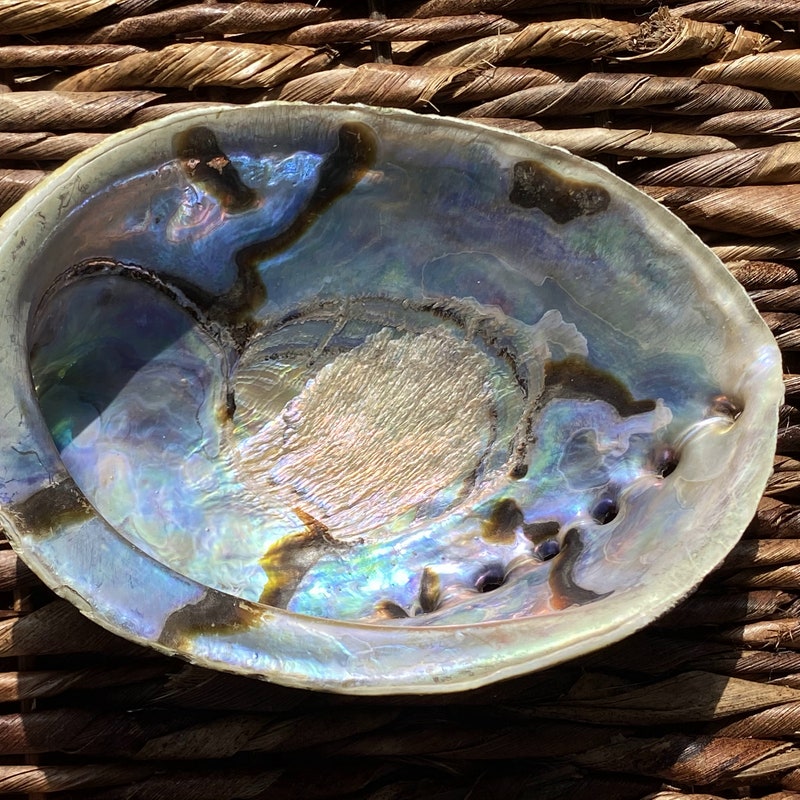 Blue Abalone Shell - Etsy