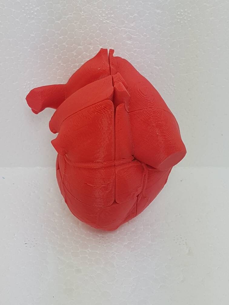 Anatomic Heart 2x2 - Etsy