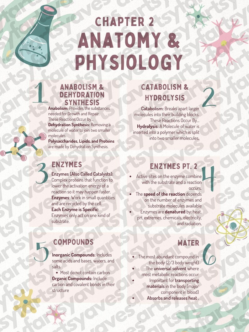 Anatomy and Physiology Chapter 2 Information Poster/study Guide/cram ...