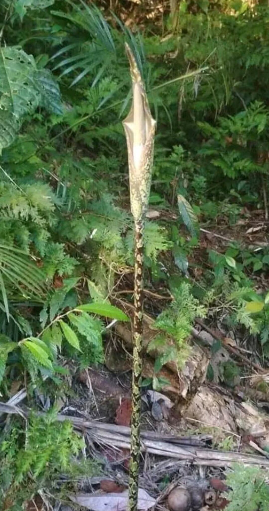 Amorphophallus Galbra: Ultra Rare - Etsy