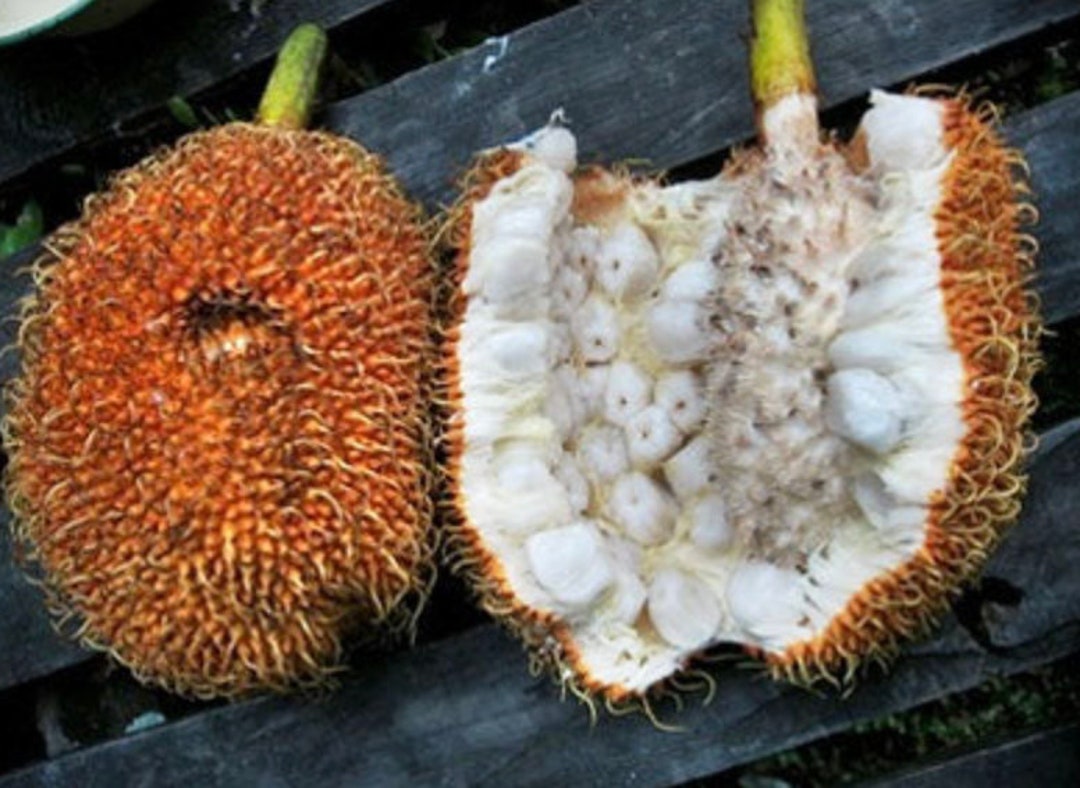 Pedelai, Artocarpus Sericarpus, the Peluntan, Pedalai, Gumihan or Terap ...