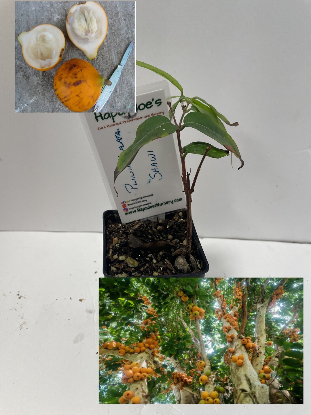 Plinia Inflata shawi - Etsy