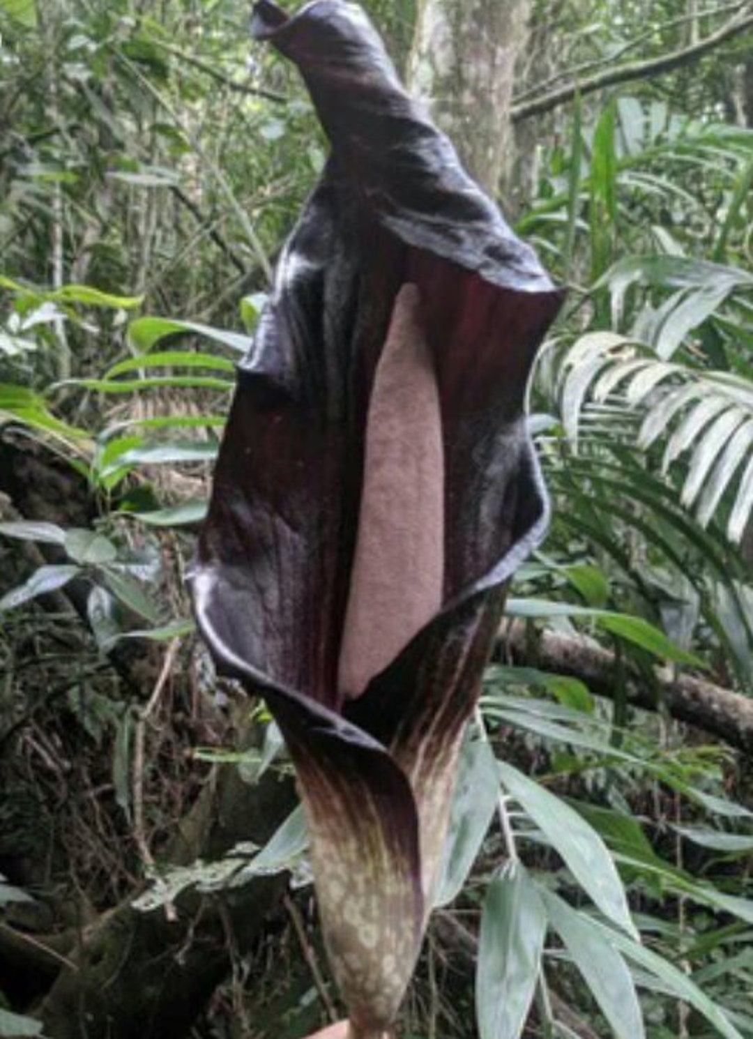 Amorphophallus Annulifer, Rare "ringed Voodoo Lily" - Etsy