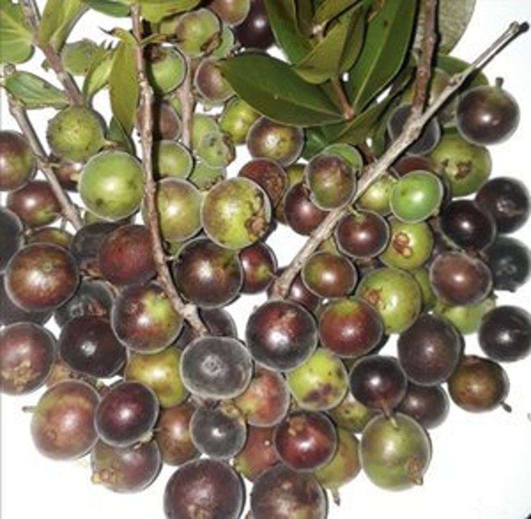 Dwarf Jaboticaba: Plinia Nana From the Brazilian Caatinga - Etsy