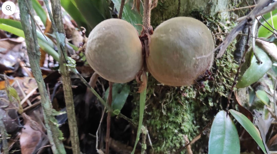 Plinia Rara Var. Verde Ultra Rare Plinia From the Bahia Atlantic ...