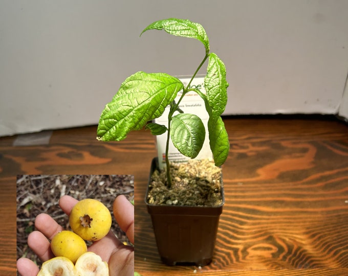 Campomanesia Lineatfiolia pallilo - Etsy