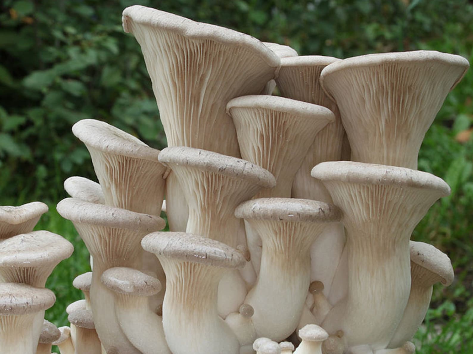 Trumpet Mushroom / Queen Oyster Liquid Culture pleurotus - Etsy