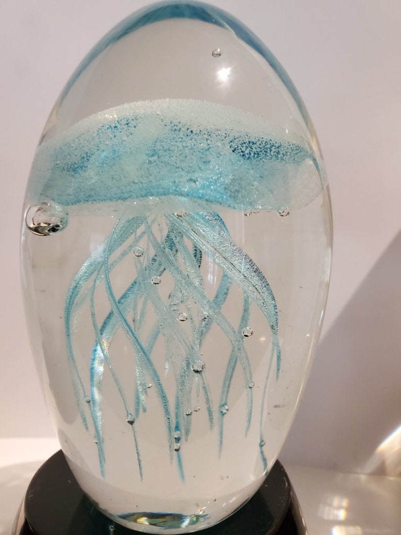 Farm raised jellyfish | Etsy