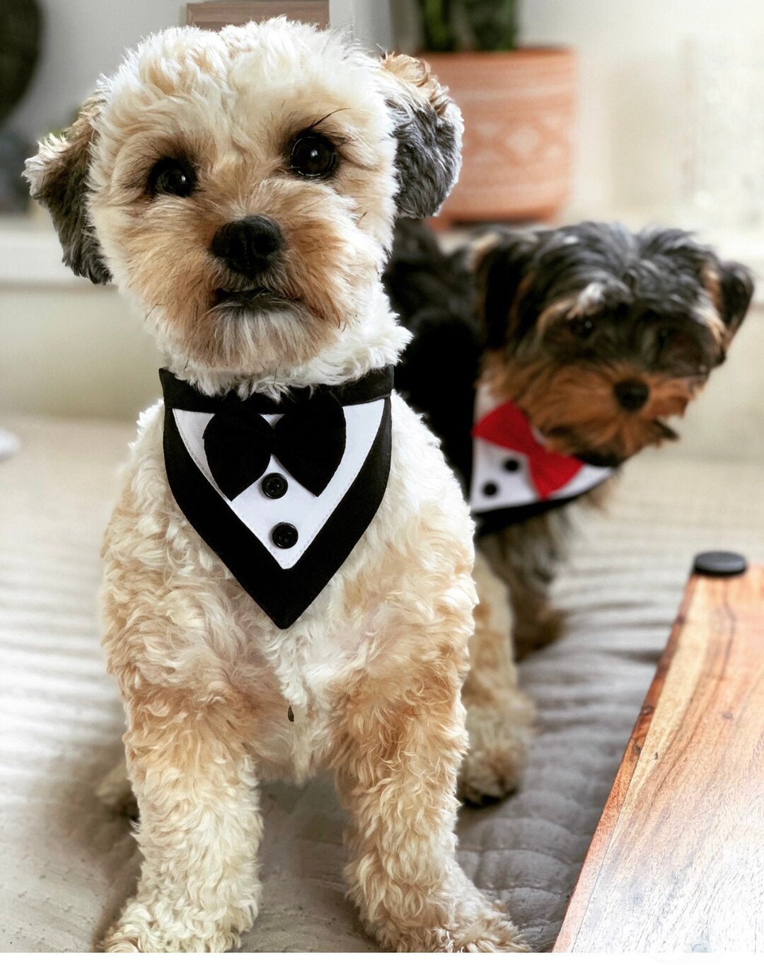 Tuxedo Dog Bandana, Bowtie Over the Collar, Black Dog Wedding Tuxedo - Etsy