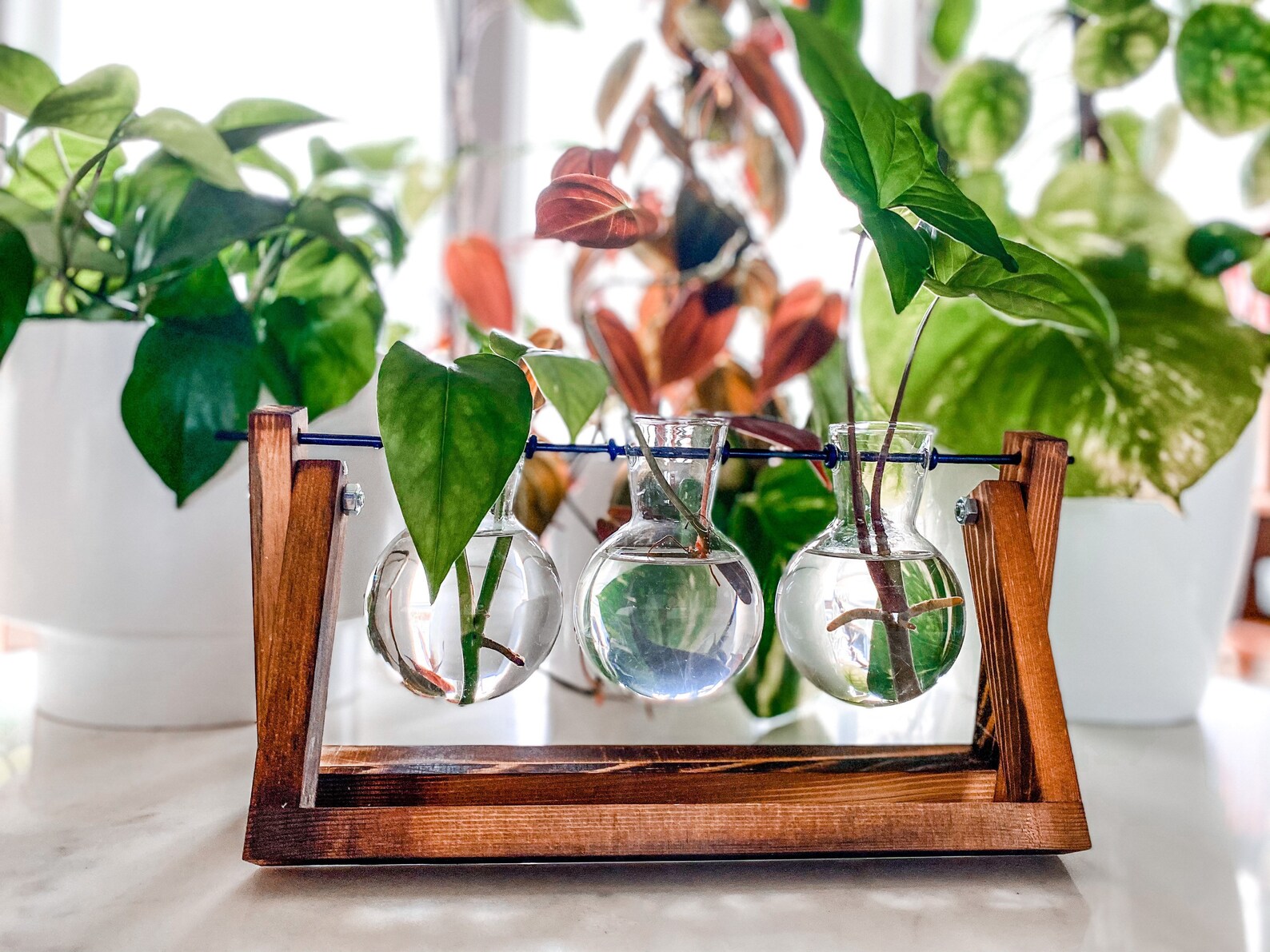 Glass Propagation Vase Bulbs With Wood Stand - Etsy