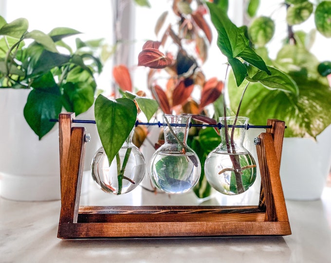 Glass Propagation Vase Bulbs With Wood Stand - Etsy