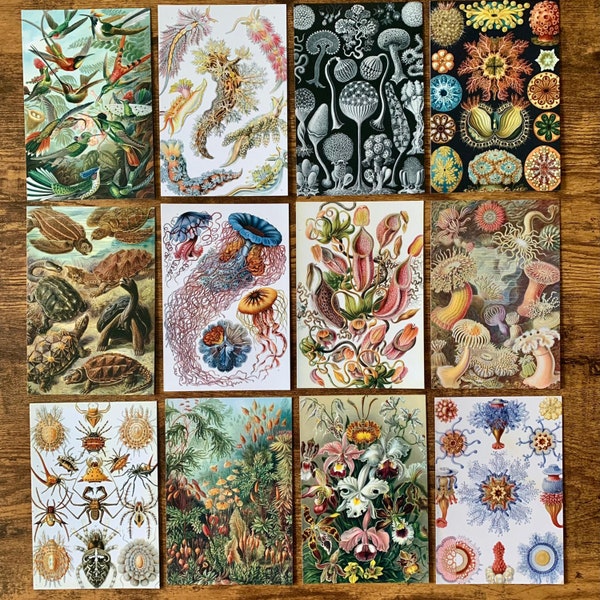Haeckel - Etsy