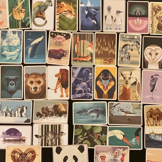 Vintage Animal Postcards