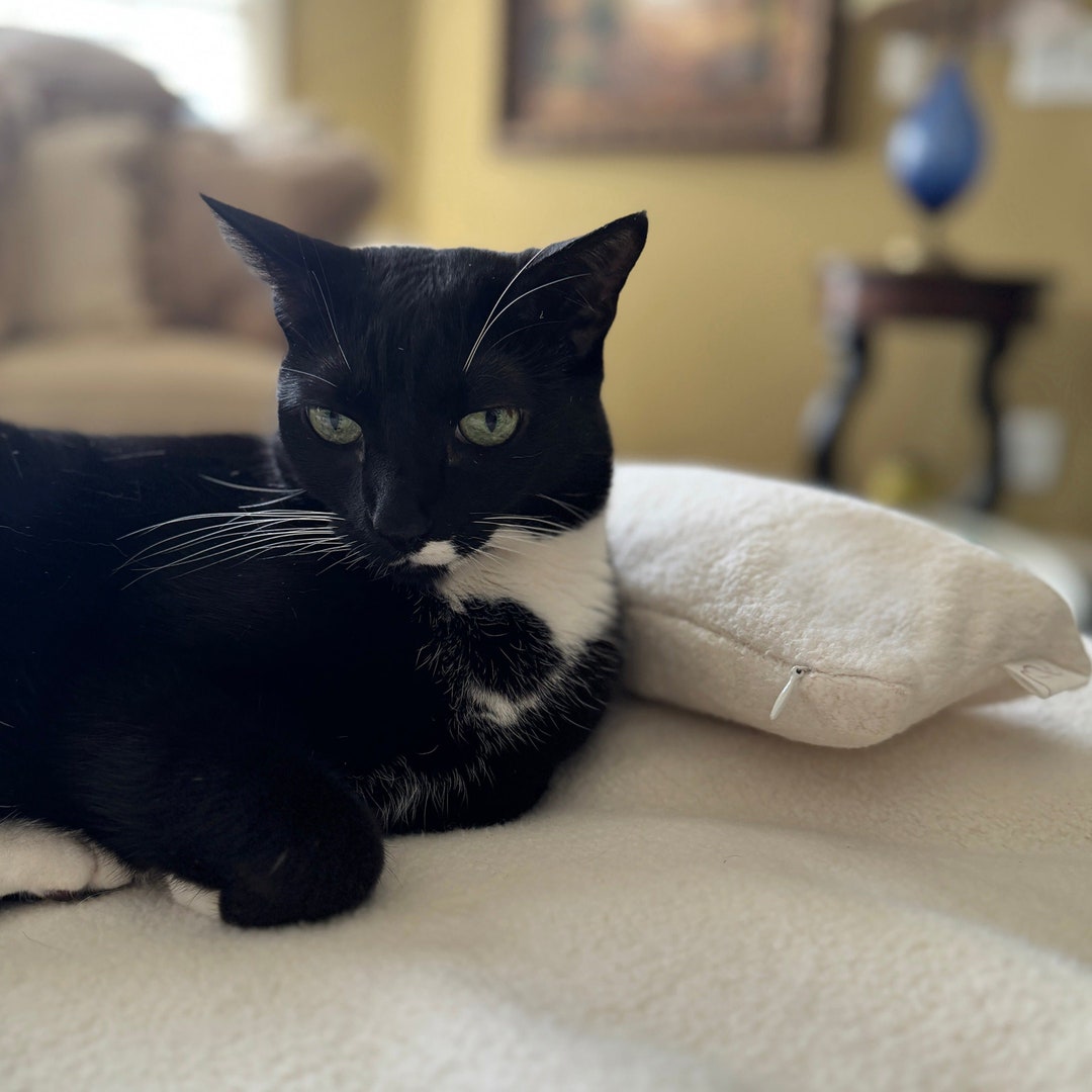 Organic Sherpa Pillow, Head Pillow for Cat - Etsy