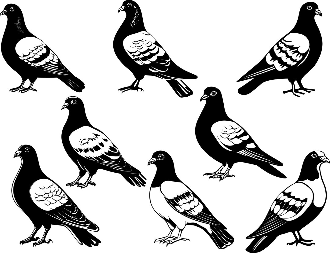Pigeon Bundle Svg, Pigeon Clipart, Pigeon Cut Files for Cricut, Bird ...