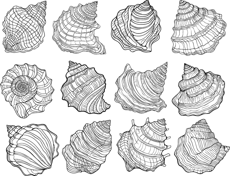 Seashell Svg Bundle, Sea Life Svg, Nautical Svg, Seashell Clipart ...