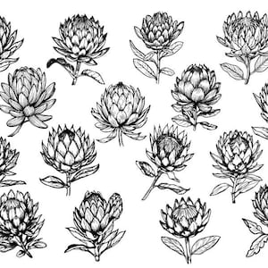 Protea Flowers Svg, Protea Clipart, Protea Cut Files for Cricut, Protea ...