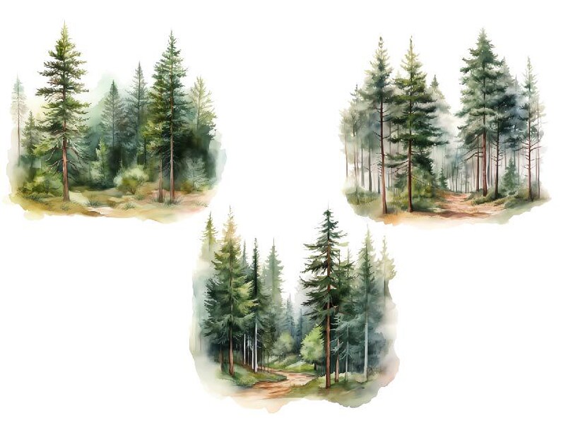 Watercolor Pine Forest, Watercolor Forest Tree Clipart, Pine Tree Png ...