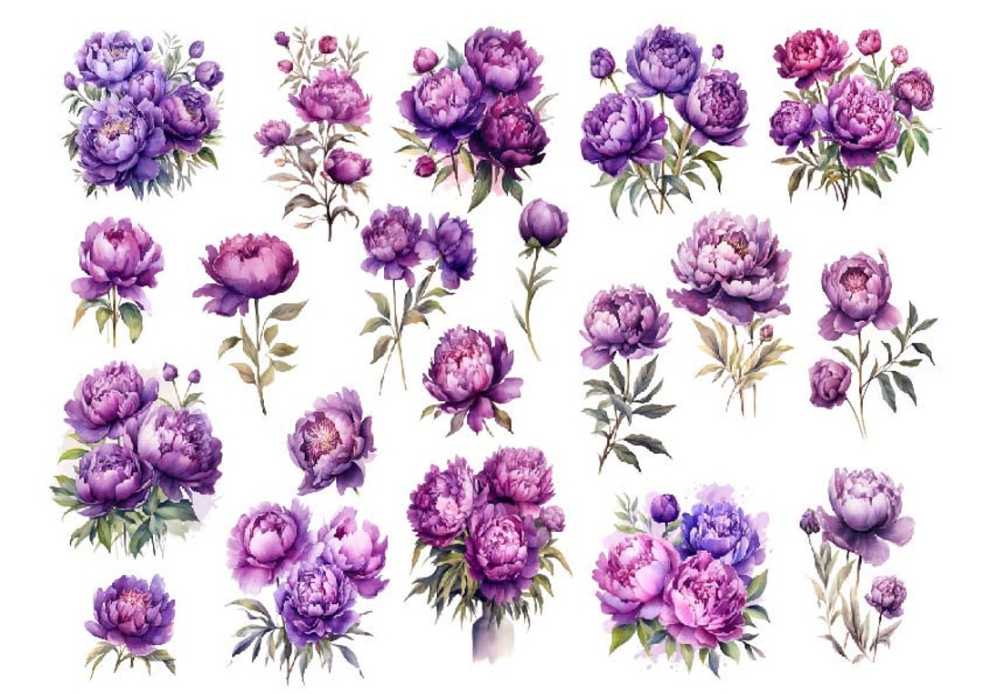 Watercolour Purple Peonies Clipart, Purple Peony Clipart Png ...