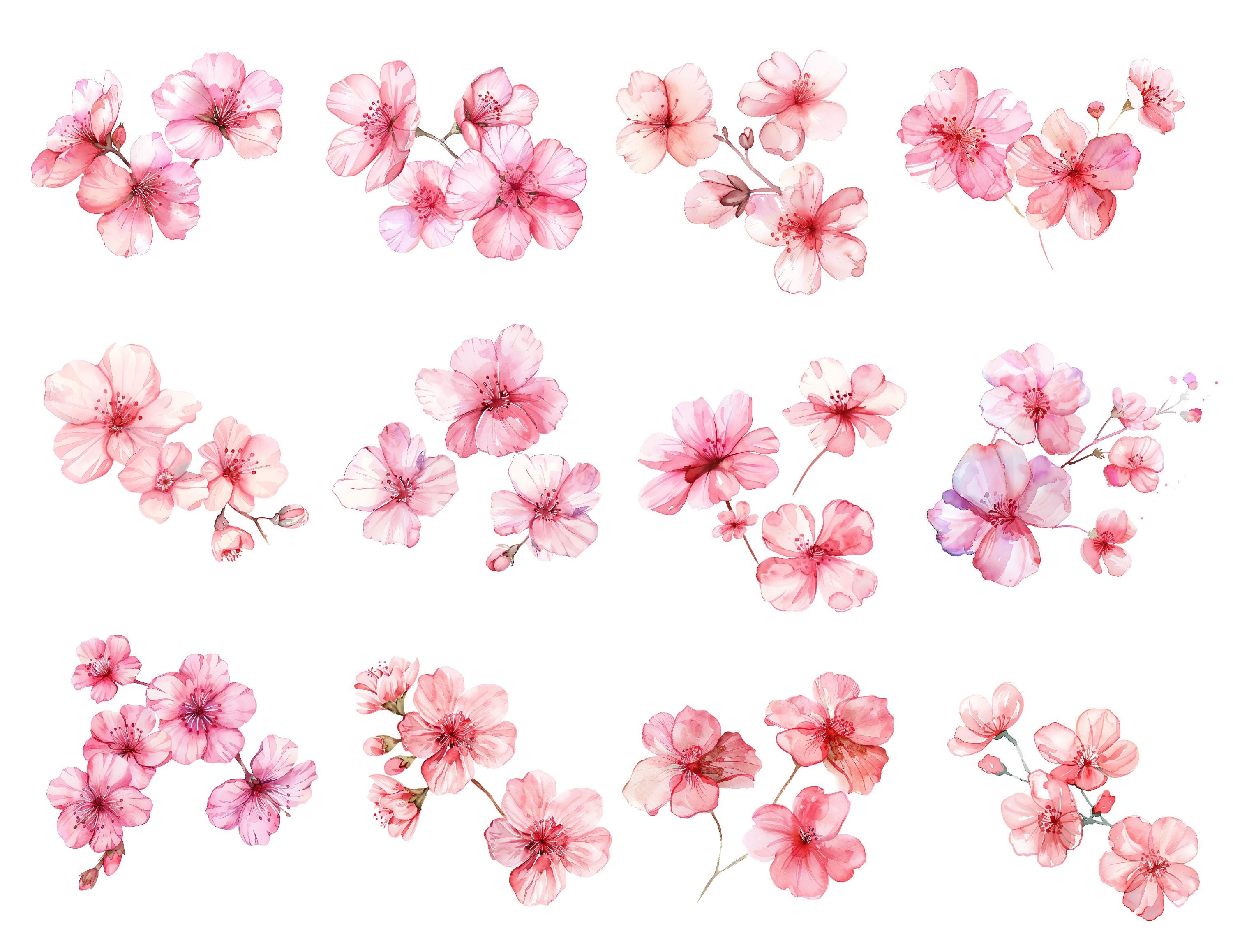 Watercolor Sakura Flowers Clipart, Pink Cherry Blossom PNG (digital ...
