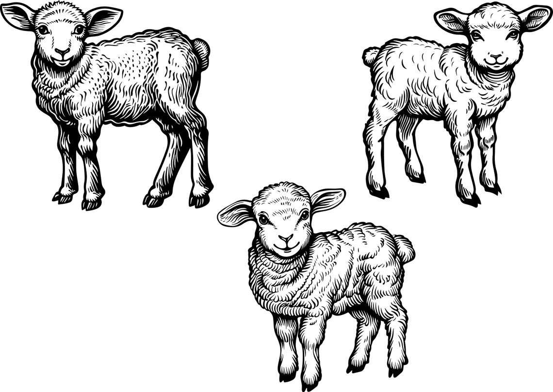 Lamb Svg Bundle, Lamb Clipart, Lamb Vector, Sheep Svg, Farm Sheep Svg ...