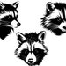 RACCOON SVG, Raccoon Bundle Svg, Raccon Cricut , Raccoon Clipart ...