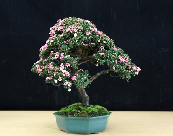 Manuka Myrtle Tea Tree Bonsai 20 Rare Fresh Seeds Indoor - Etsy UK