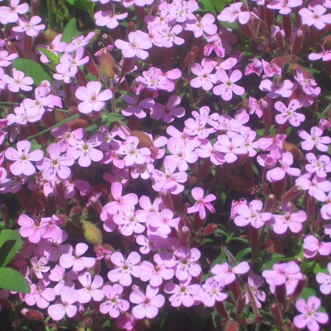 Rock Soapwart Tumbling Ted Saponaria Ocymoides Flower Seeds - 60 ...