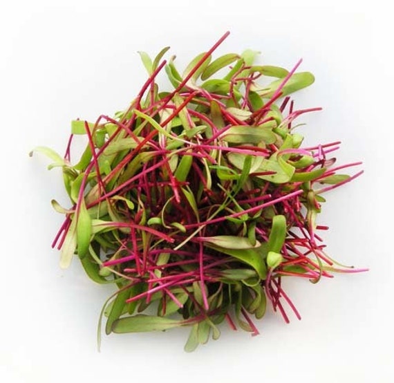 Beet Leaf Blood Red Beetroot Microgreens for Salad Garnish - Etsy UK