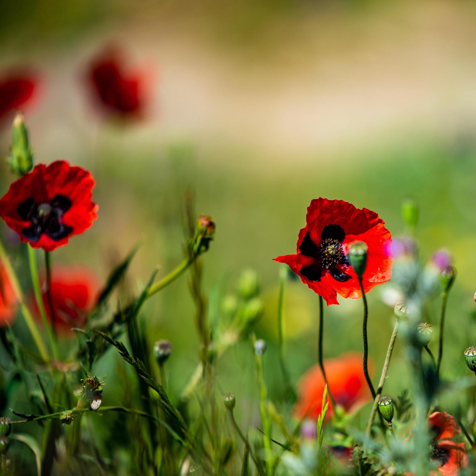 Papaver Lady Bird Poppy Flower Seeds - Papaver Commutatum - 2000 Seeds ...