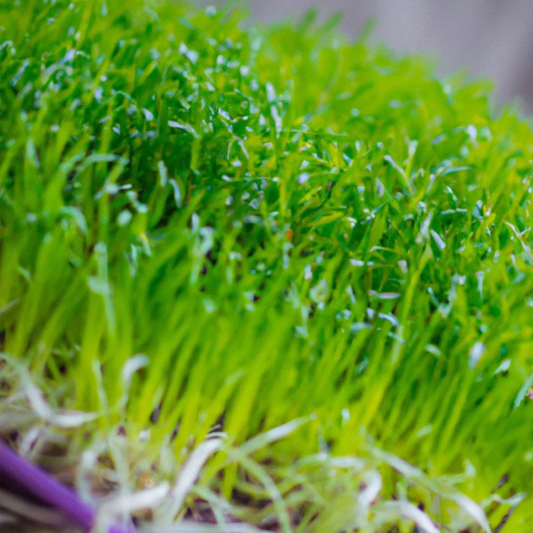 Onion Microgreens Sprouting Seeds - Very Easy to Grow - 5250 Organic ...