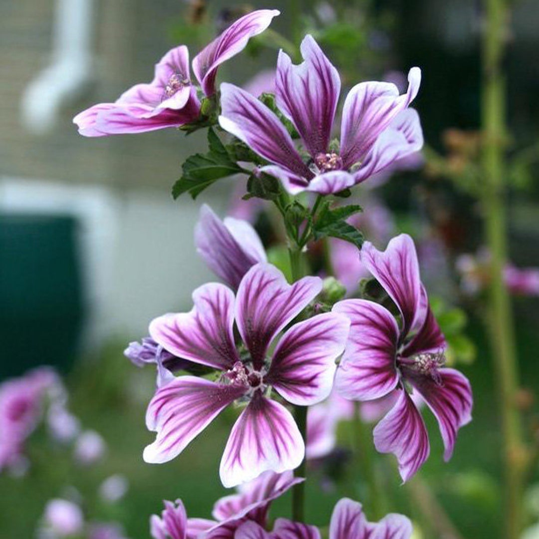 Malva Sylvestris Zebrina Zebra Mallow Flower Seeds - 25 Perennial ...