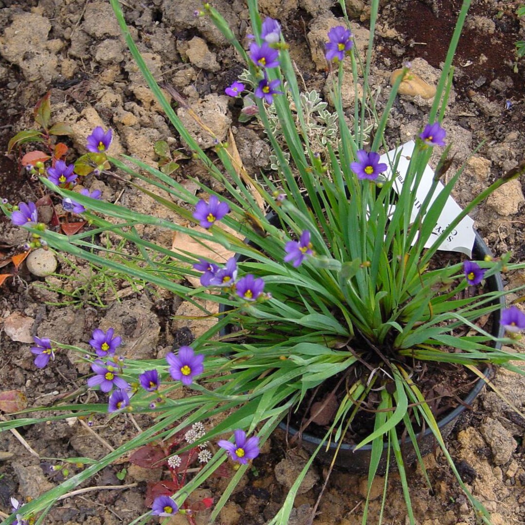Blue Eyed Grass 'sisyrinchium Bellum' Ornamental Grass Seeds 30 Fresh ...